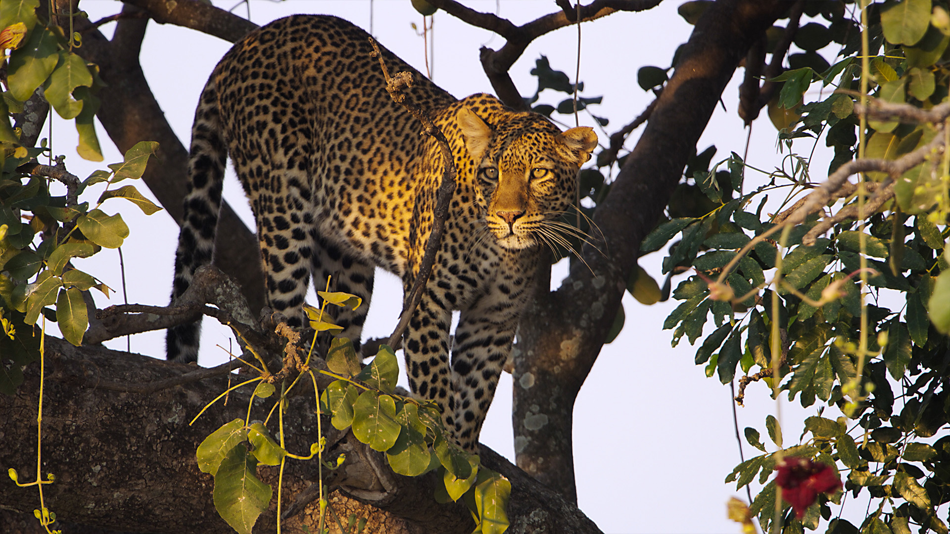 Watch Planet Earth: Kingdom Season Online | BBC America