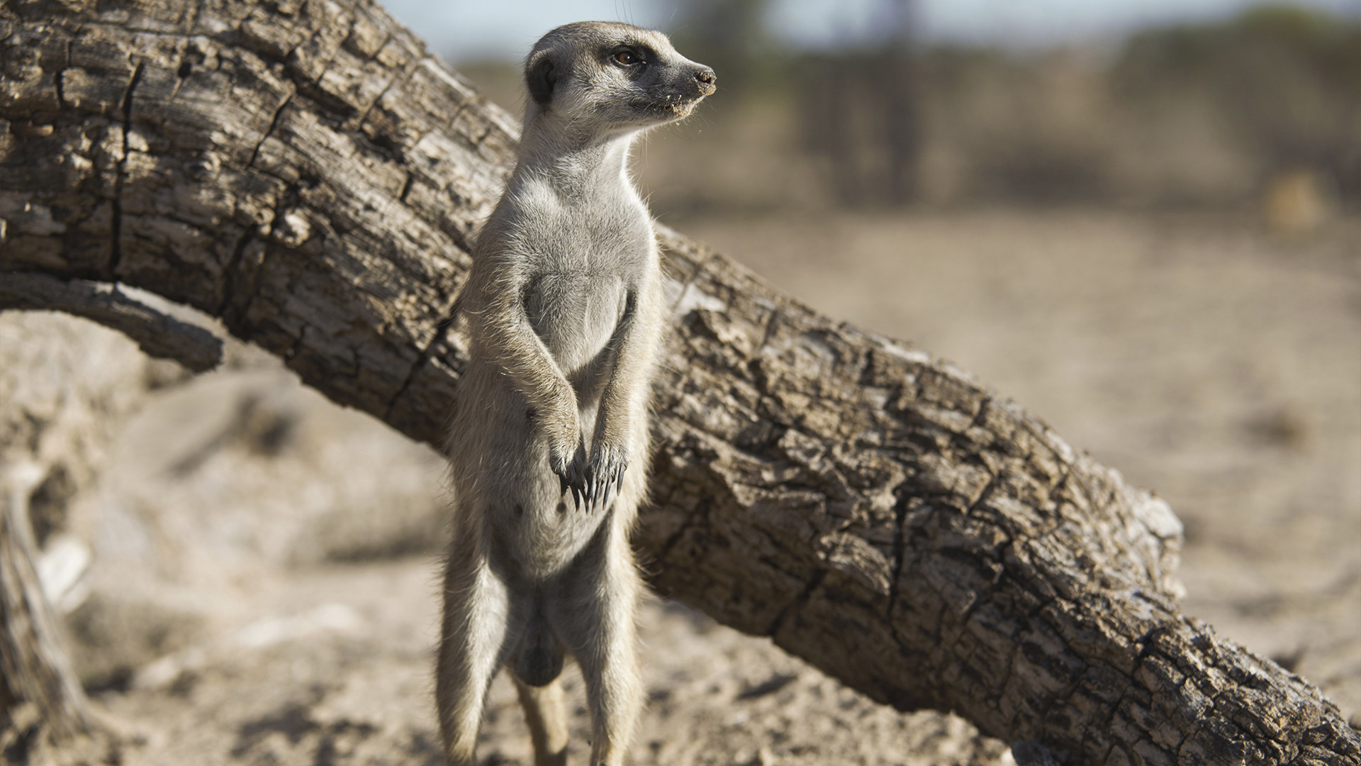 Watch Meerkat Manor: Rise of the Dynasty Season 1 Online | AMC+