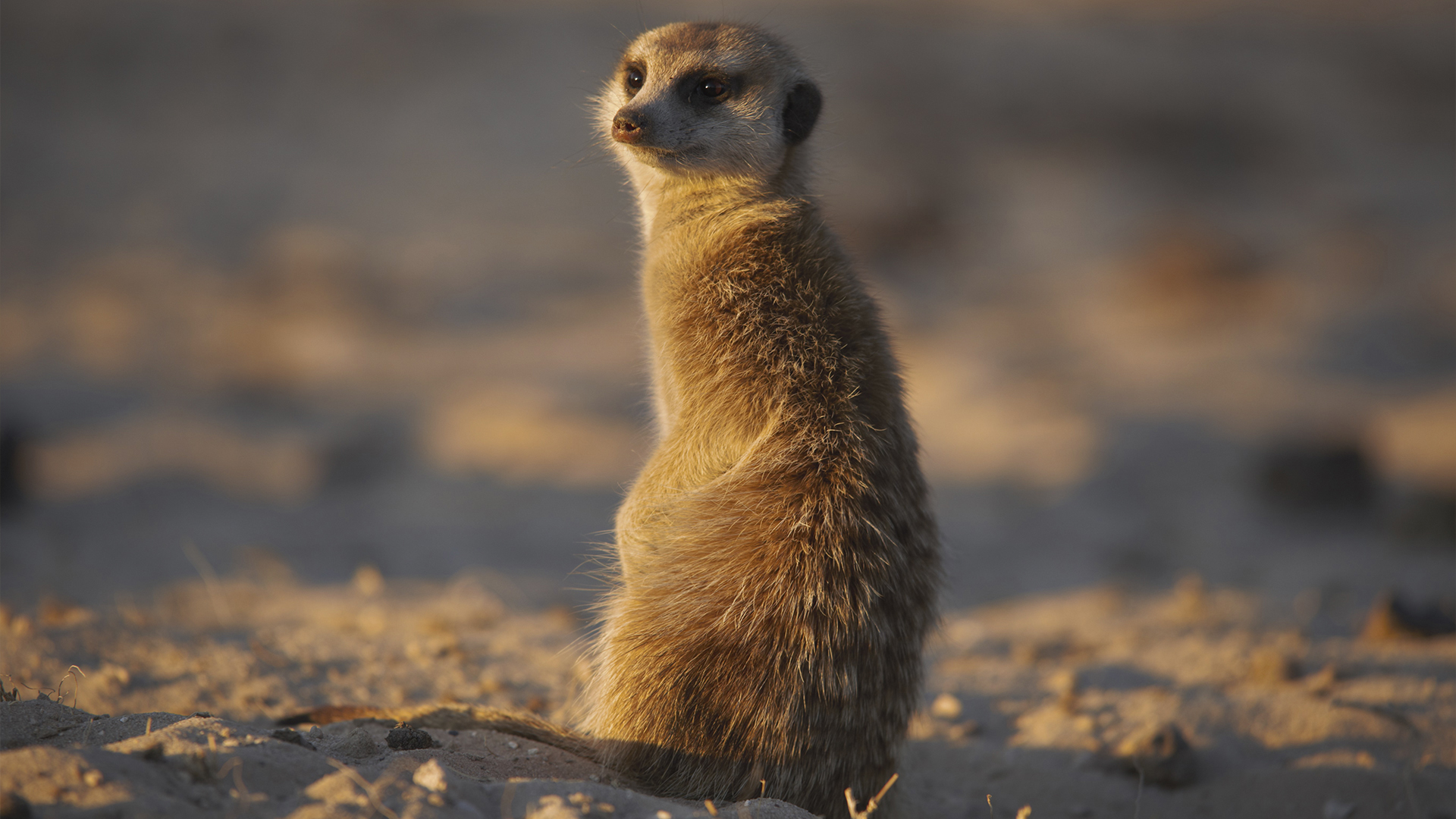 Watch Meerkat Manor: Rise of the Dynasty Season 1 Online | AMC+
