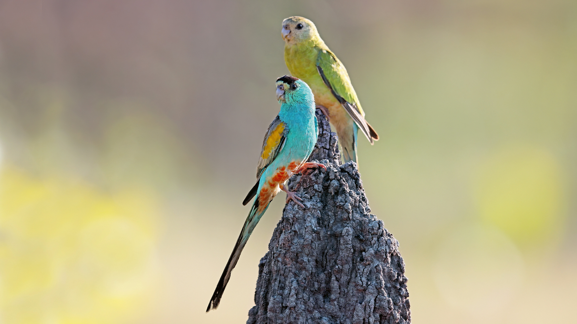 BBC America | Watch TV Shows & Movies Online | Stream Current Episodes